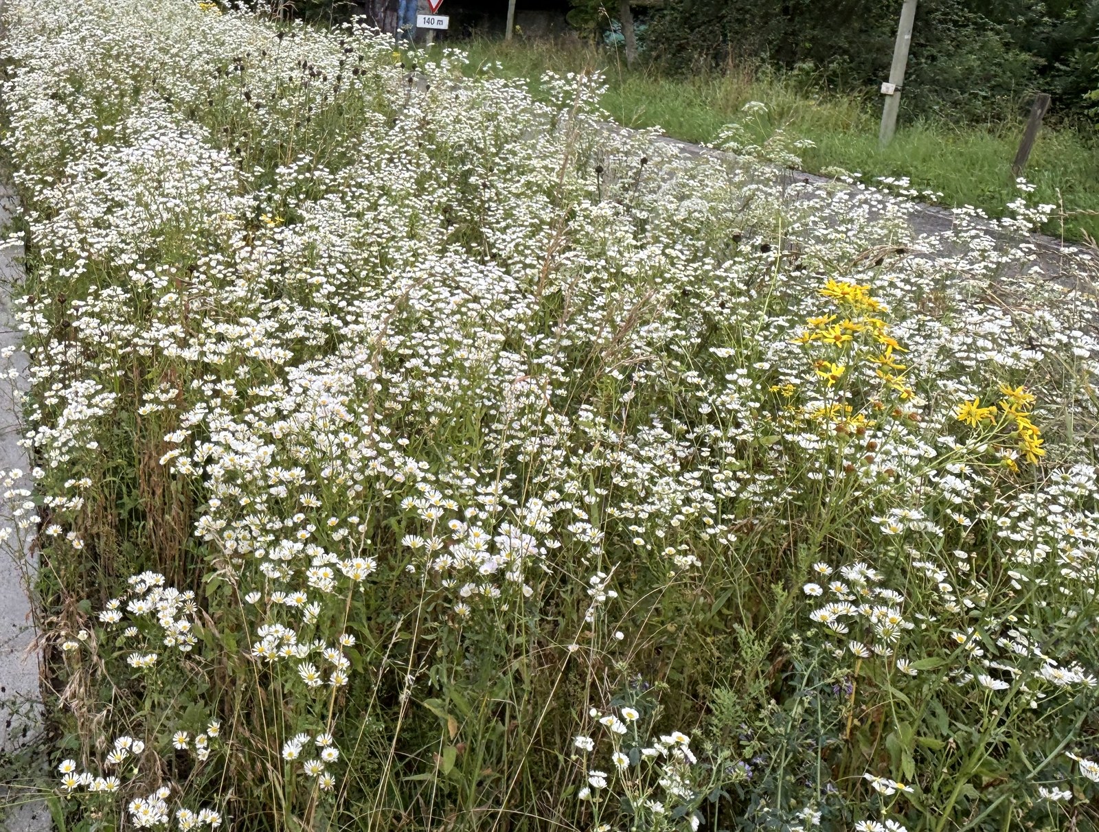 Invasive Neophyten - Kanton Basel-Landschaft