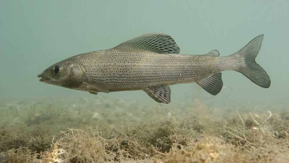 Fischerei - Kanton Basel-Landschaft